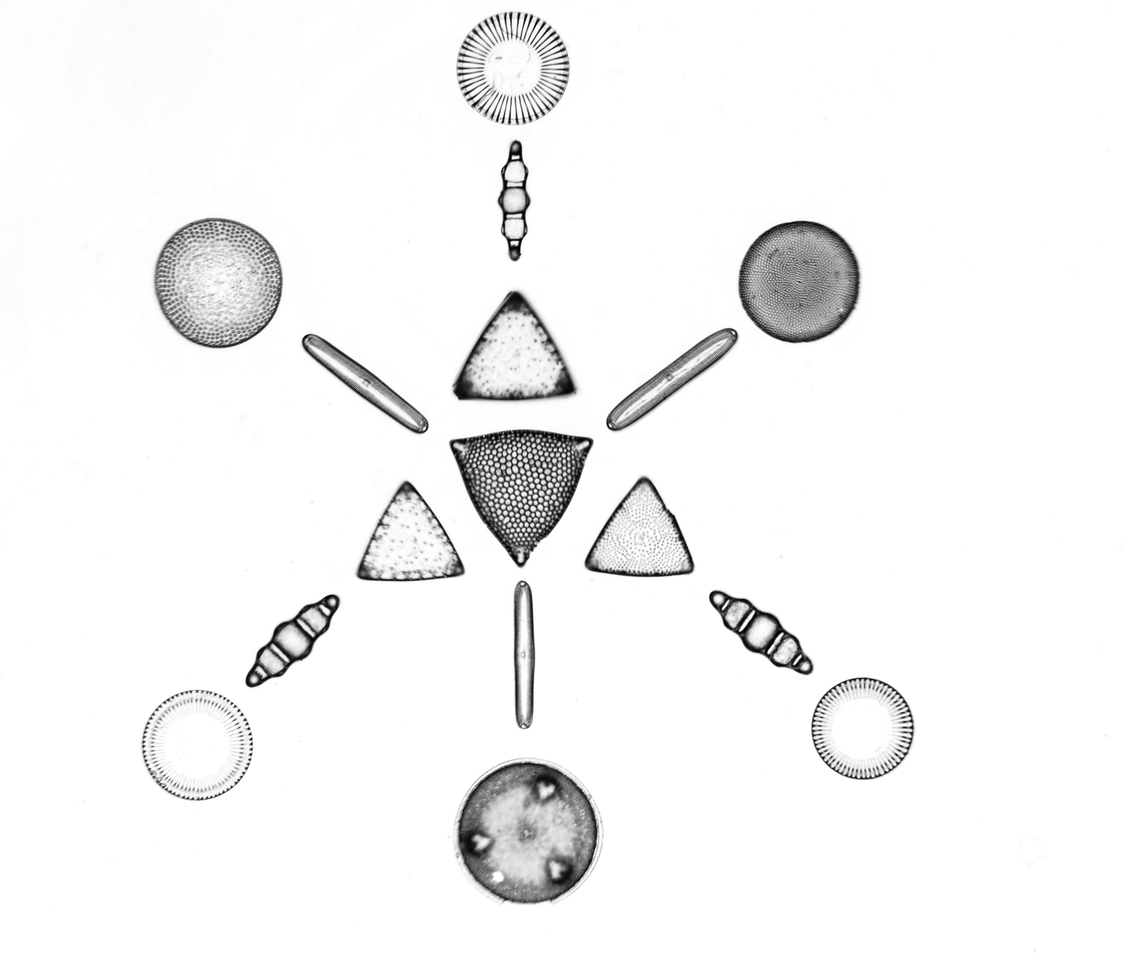 Diatoms arrangements – Need for Science