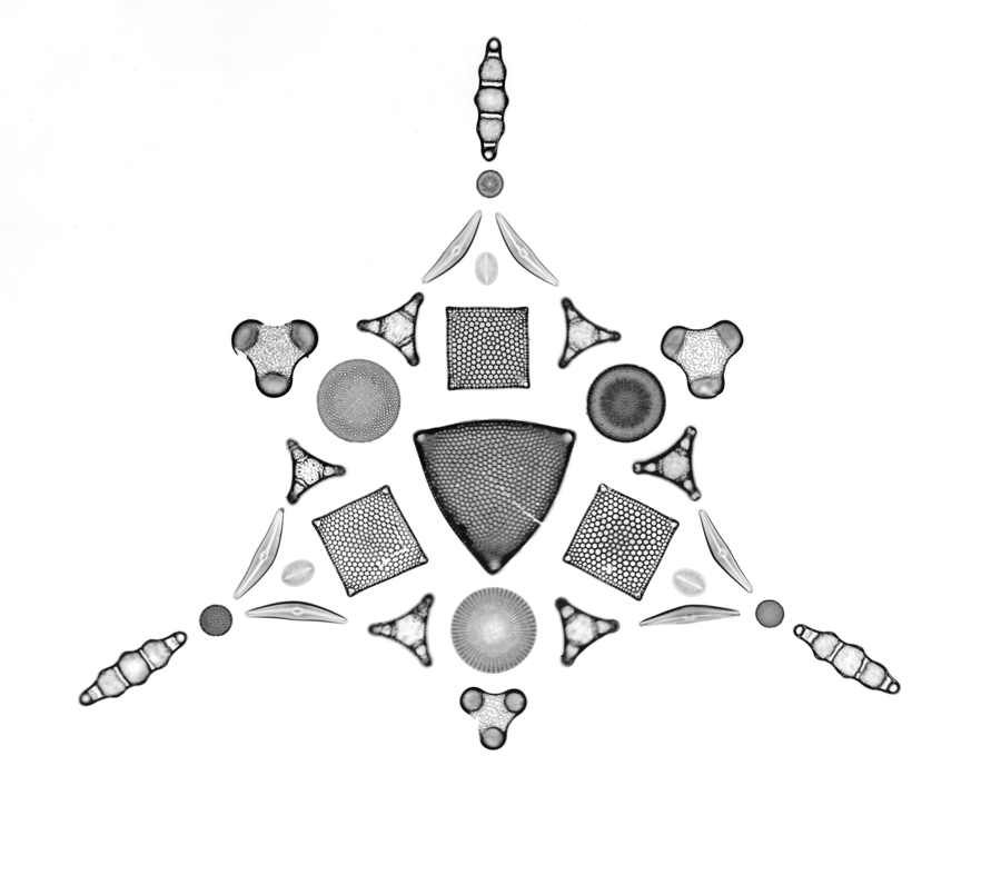 Diatoms arrangements – Need for Science