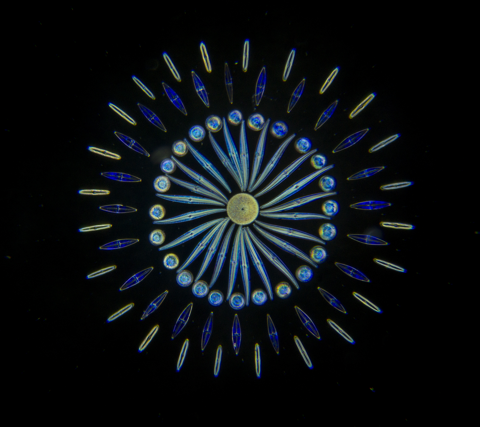 Diatoms arrangements – Need for Science