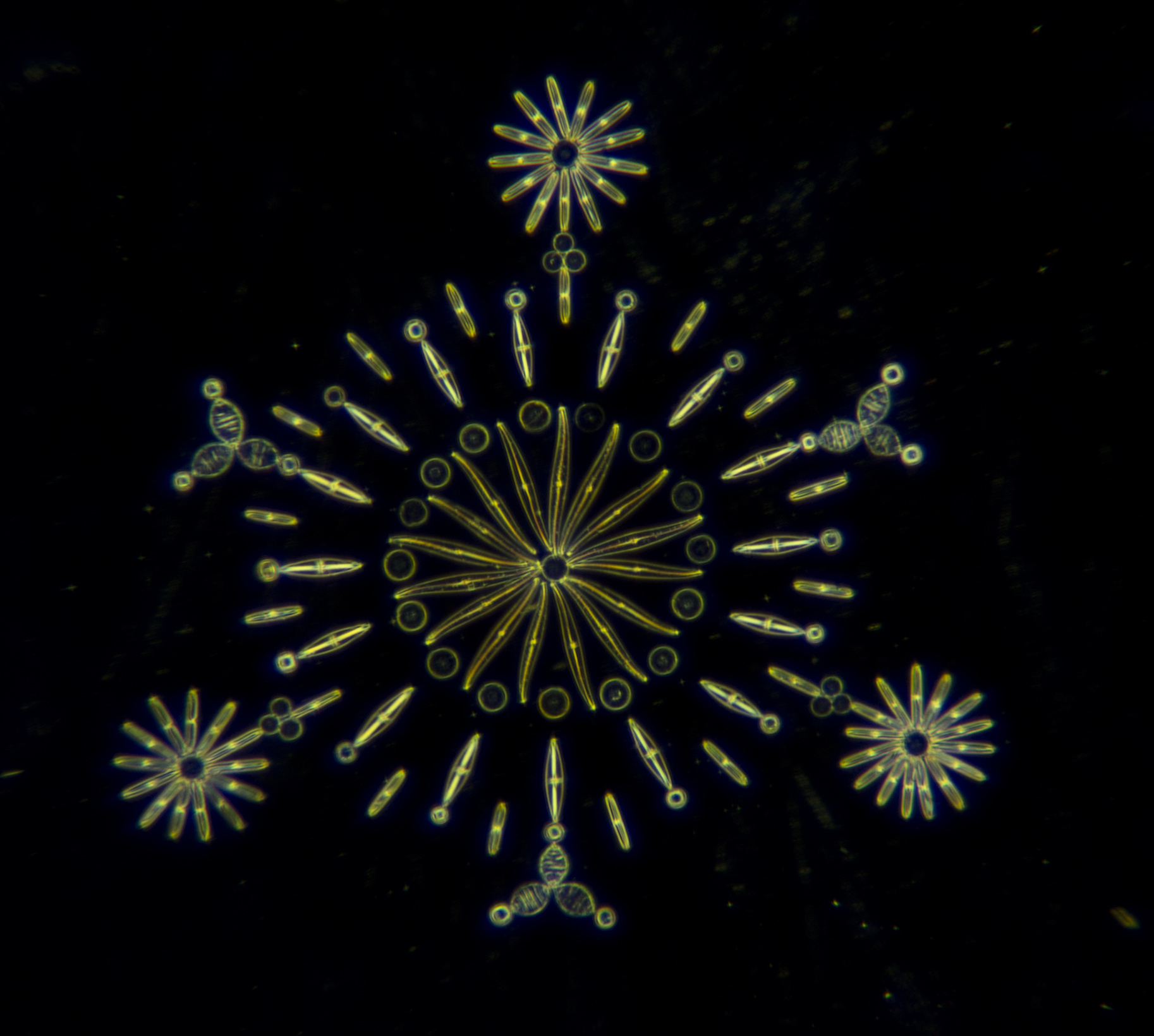 Diatoms arrangements – Need for Science
