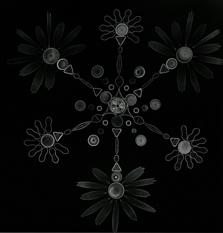 Diatoms arrangements – Need for Science
