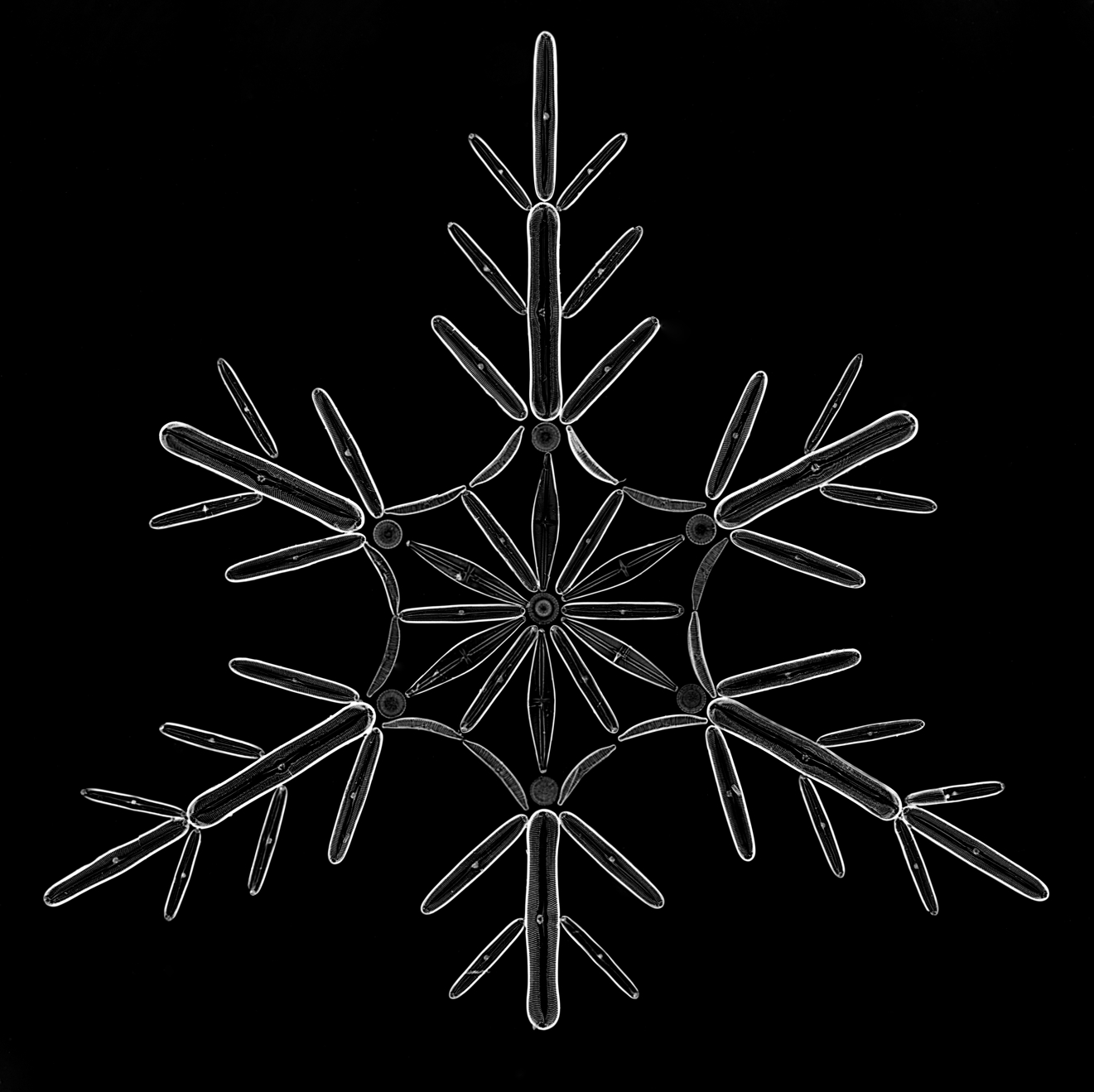 Diatoms arrangements – Need for Science